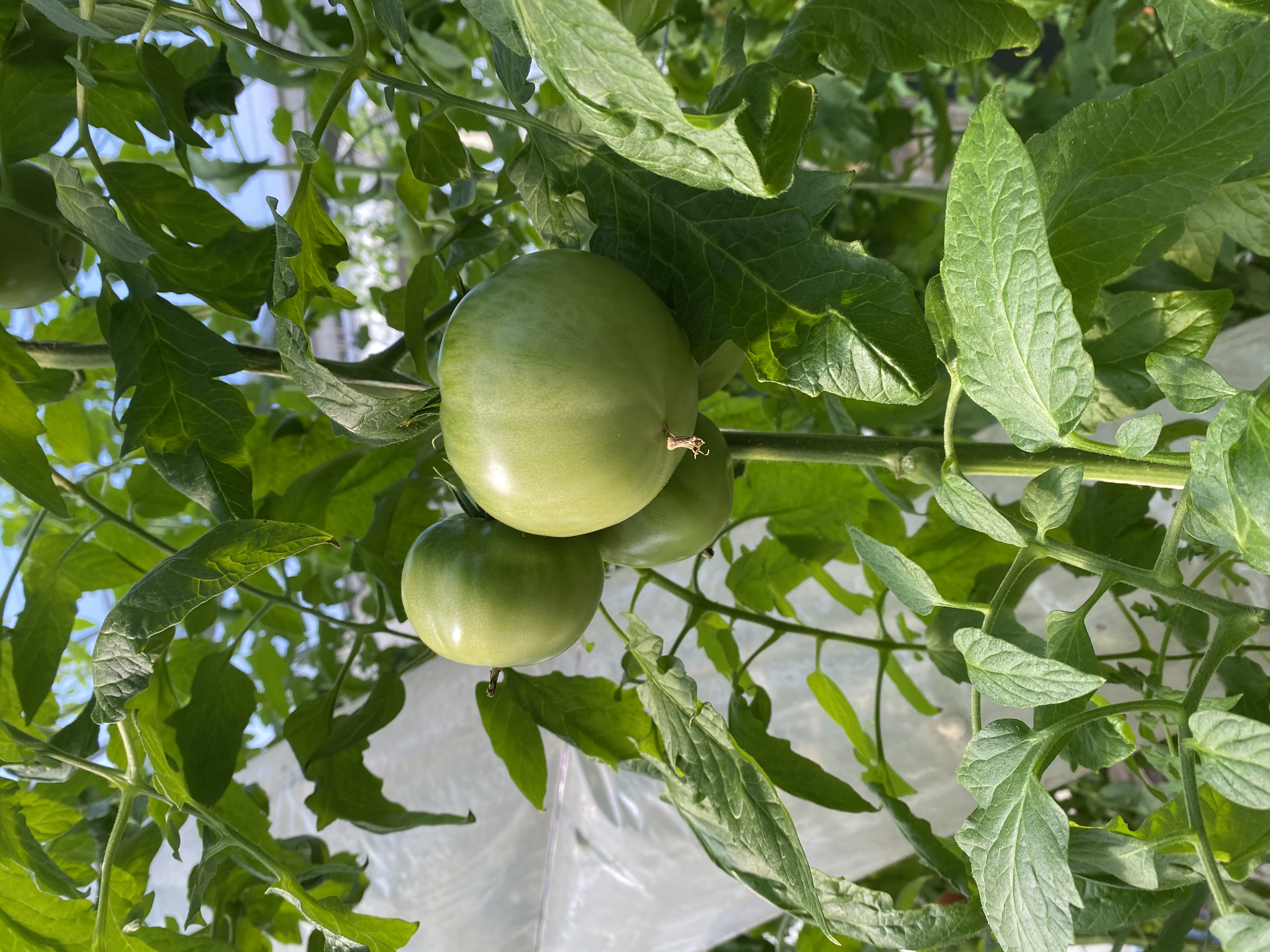 Tomato Object Detection Model by School