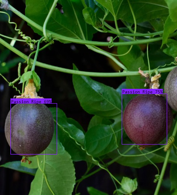 Passion Fruit Project Object Detection Model by ADU