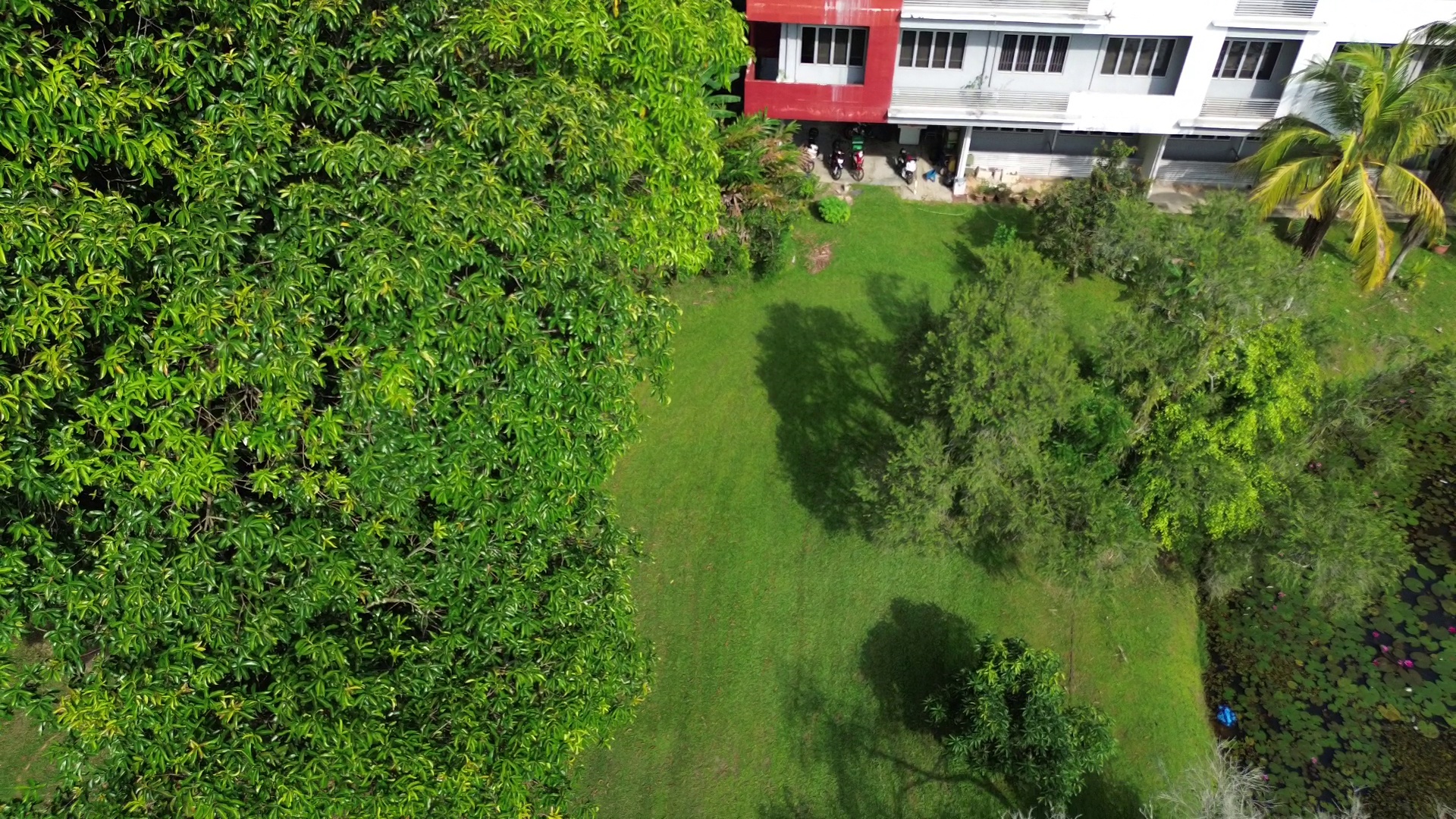 Mango Fruit Detection Fyp Object Detection Dataset And Pre Trained