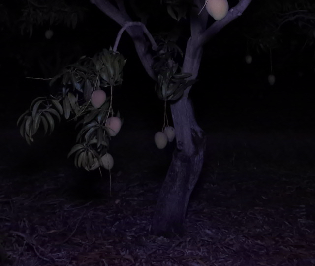 Mango Fruit Detection Object Detection Dataset And Pre Trained Model By