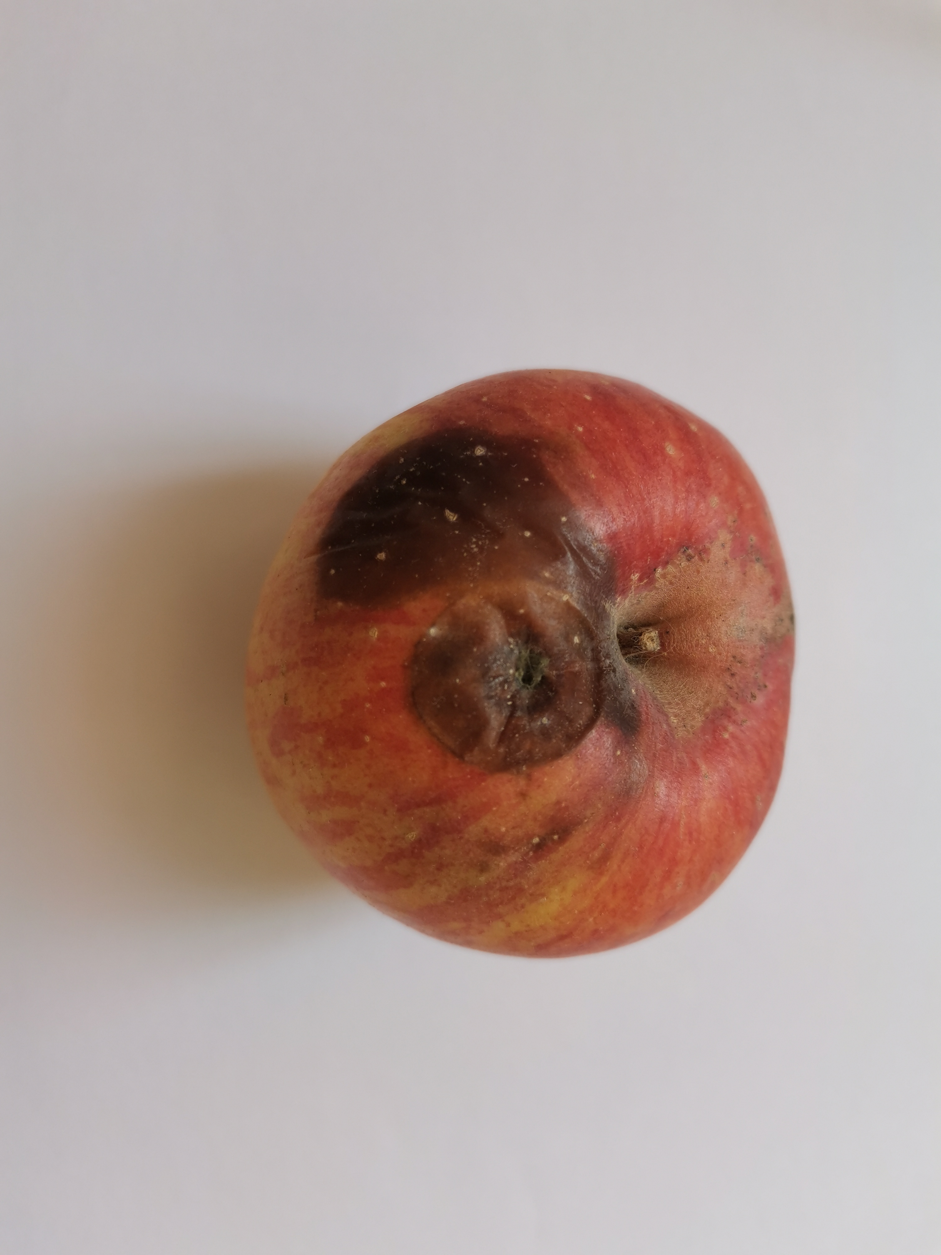 apple Object Detection Dataset by Tianjin University of Technology