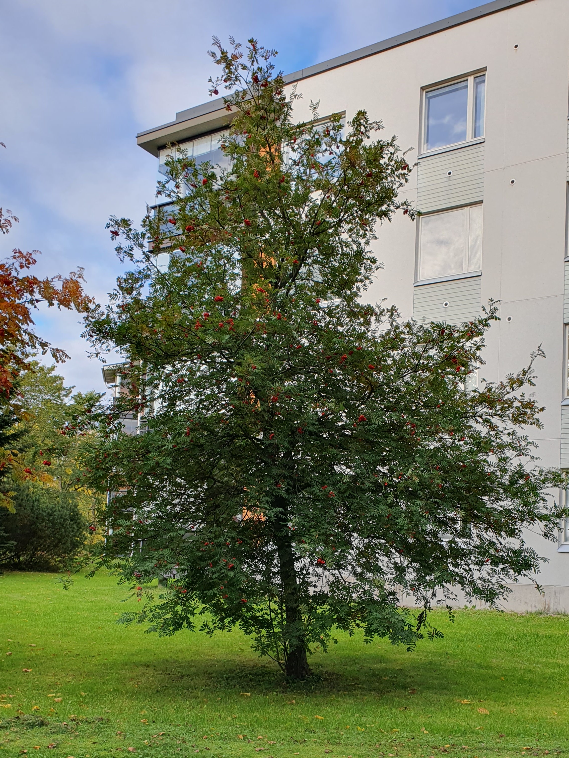 Trees-rectangle Object Detection Dataset by Silvobrillion