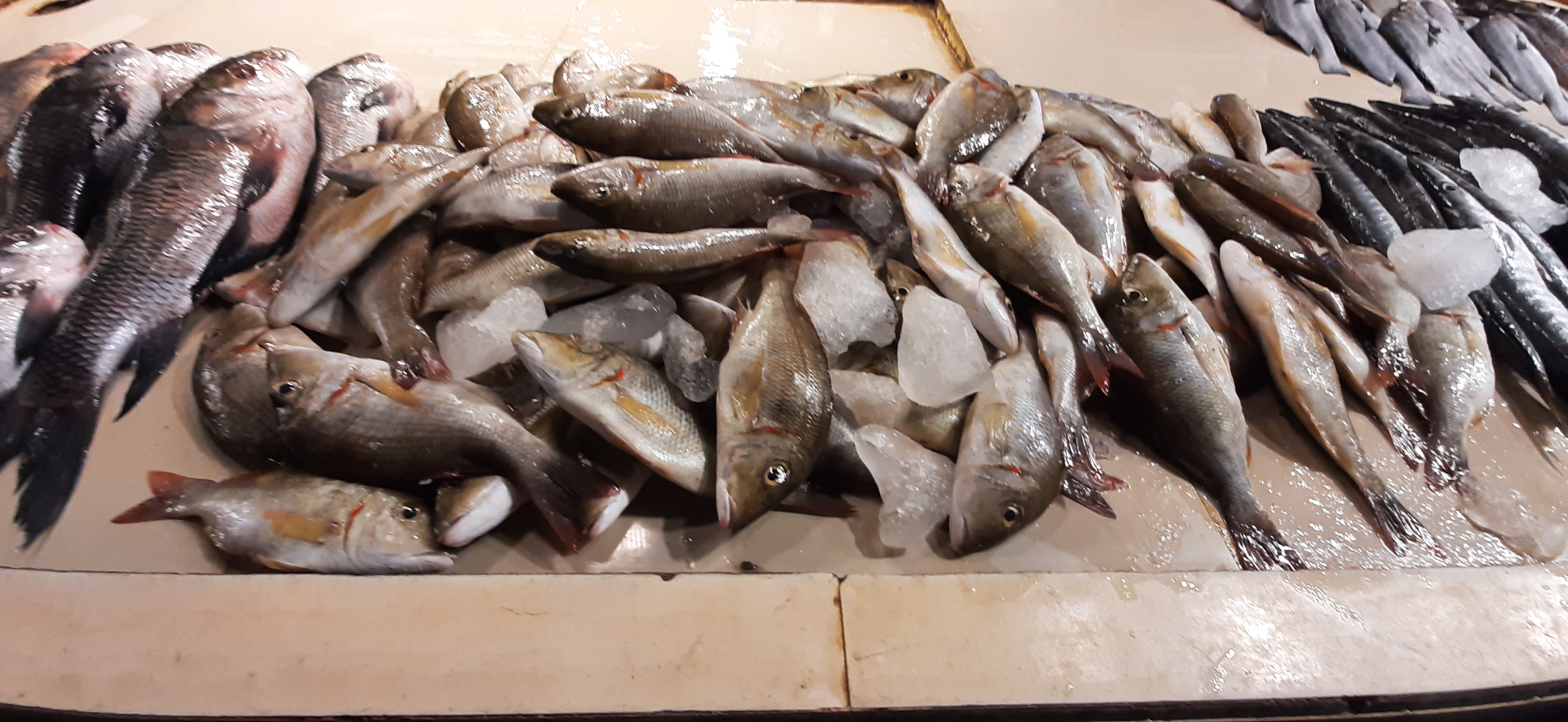 Fish fresh Object Detection Model by Fish fresh