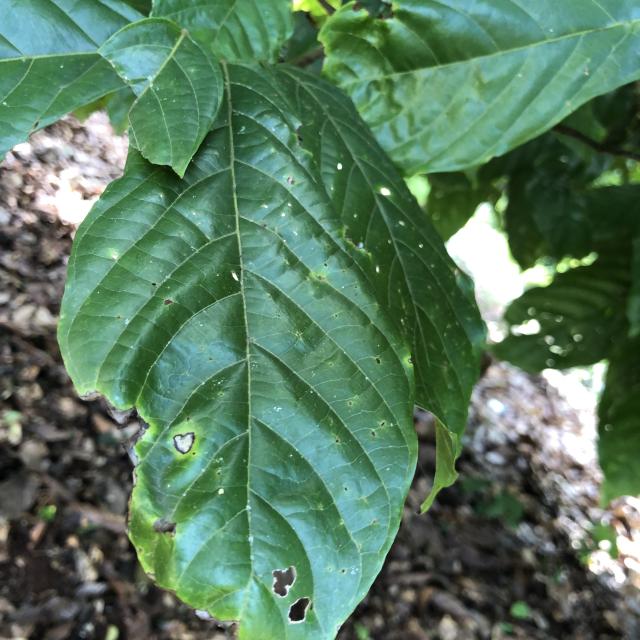 Anthracnose Object Detection Dataset By Lolol