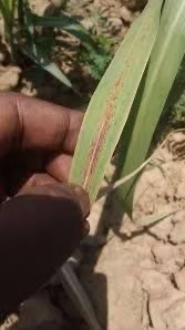 AI rice disease Instance Segmentation Dataset by pleum