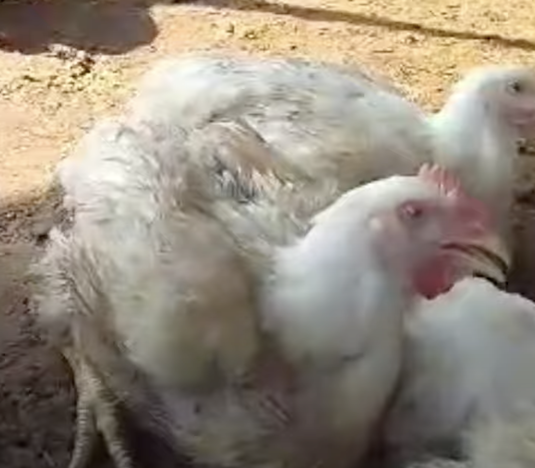 chicken-classification Object Detection Dataset by fcarlos