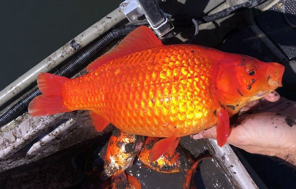 gold fish Object Detection Model by gold fish