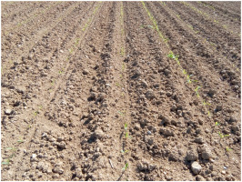 Clinton Anani - Roboflow Universe