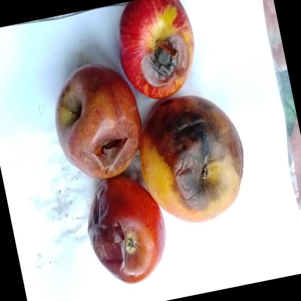 Fresh vs Rotten Food Detection Classification Model (v2, 2025-10-16 9 ...