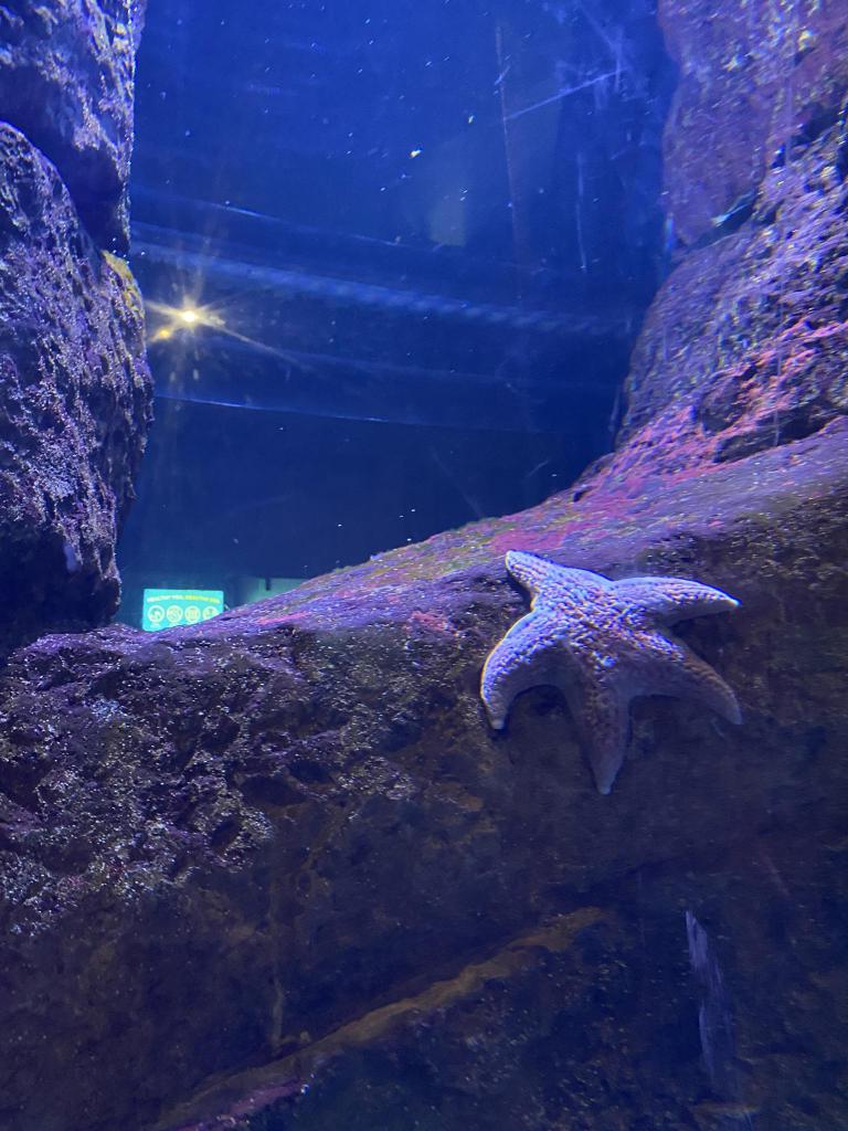 Aquarium Detection Object Detection Dataset by Aquarium Detection