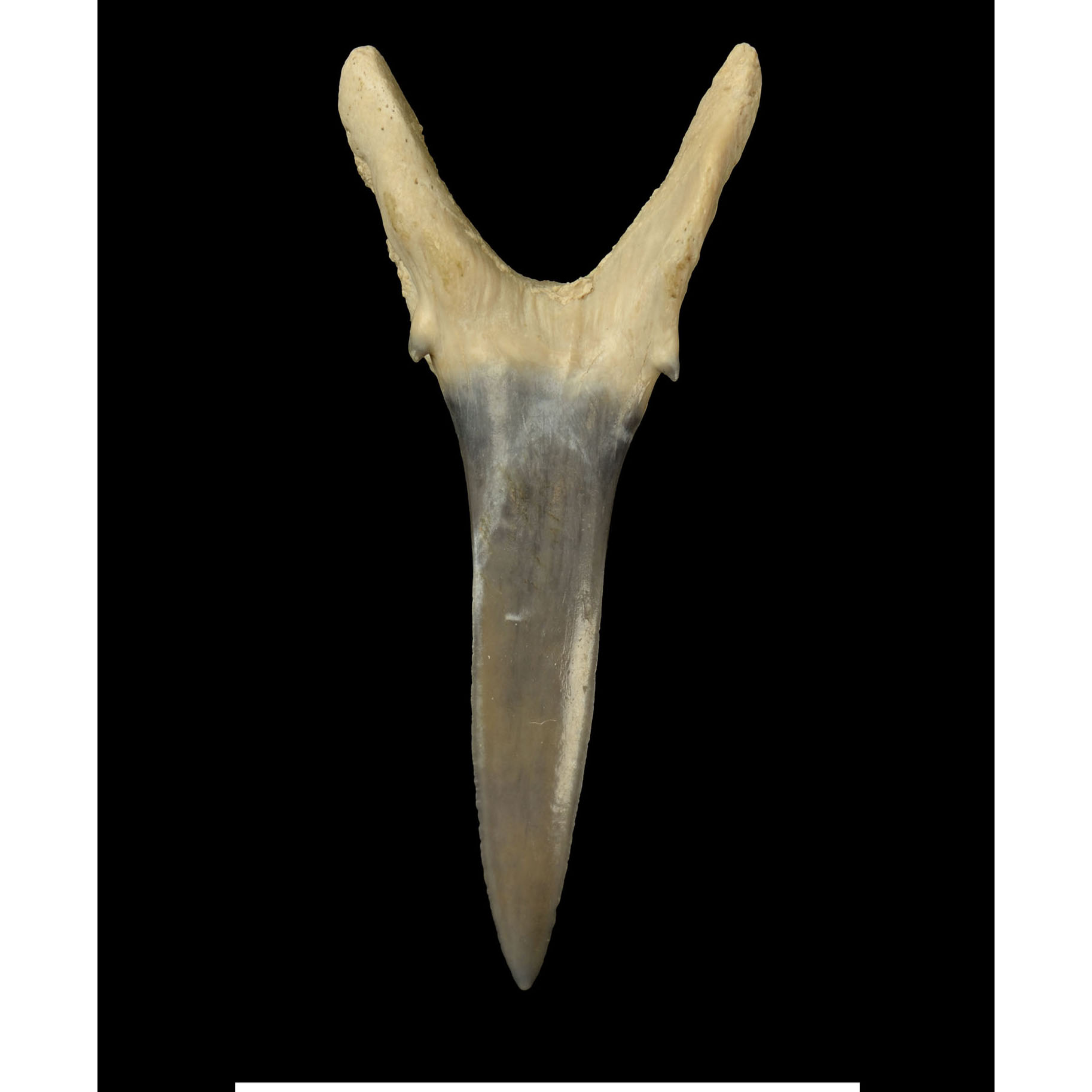 Shark Teeth Detection Object Detection Model by Allison Robinson