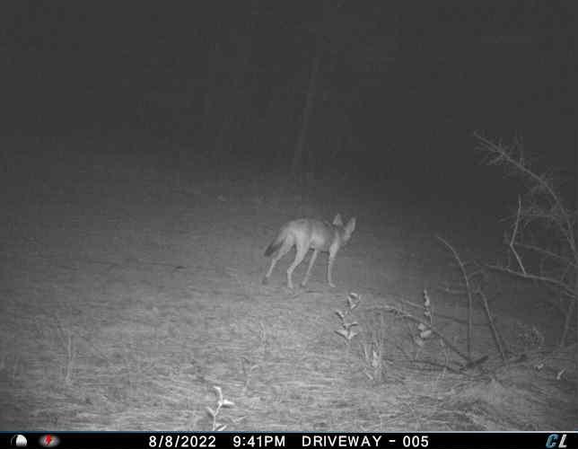 How to Use the Deer Detection v1 Instance Segmentation API