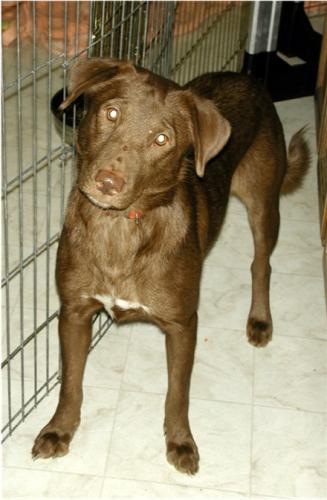 Label Object Detection Dataset and Pre-Trained Model by project1