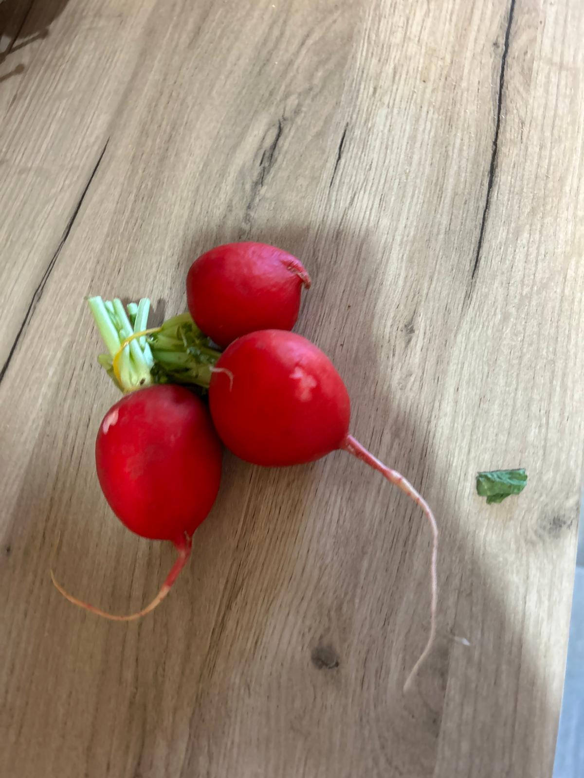 ridiche Object Detection Dataset by yolo11