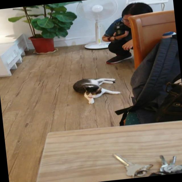 Cat Detection Object Detection Dataset By My Workspace