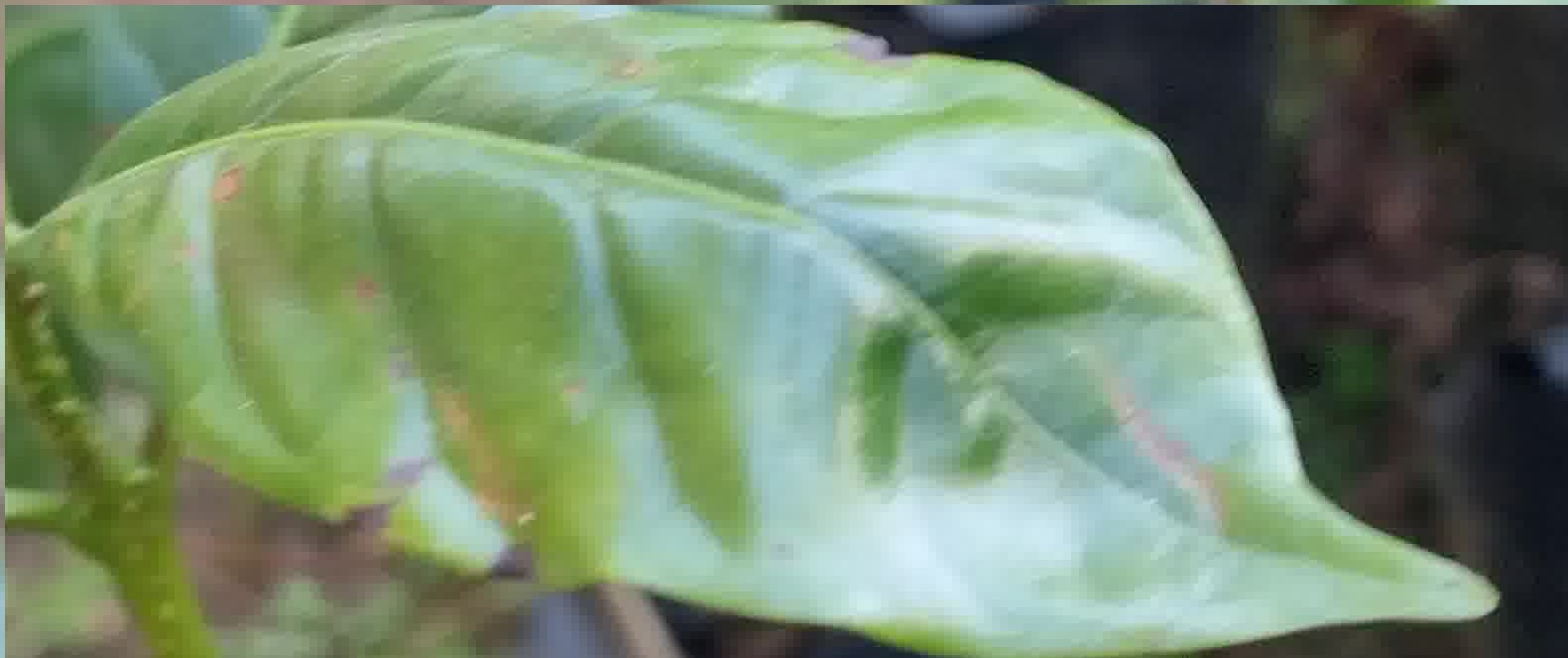 How To Use The Leaf Object Detection Api