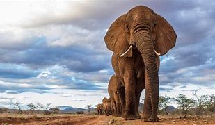 Elephant Detect Object Detection Dataset by Elephant