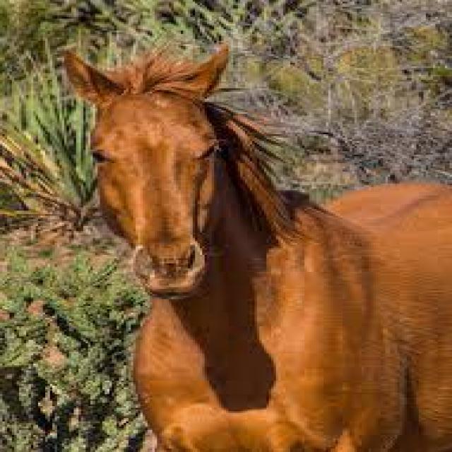 equine emotion detection Classification Dataset and Pre-Trained Model ...