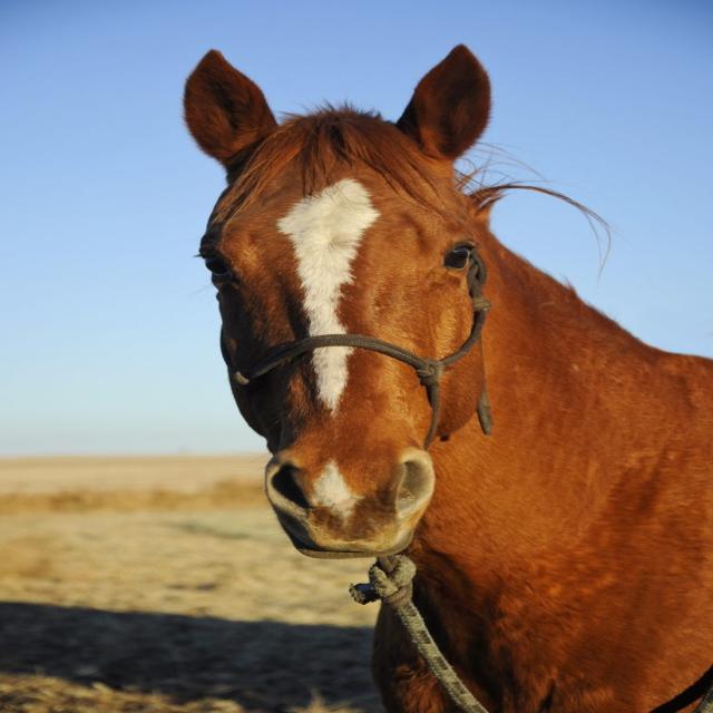 Horse Emotion Detection Instance Segmentation Model by Karma Dechen Dema