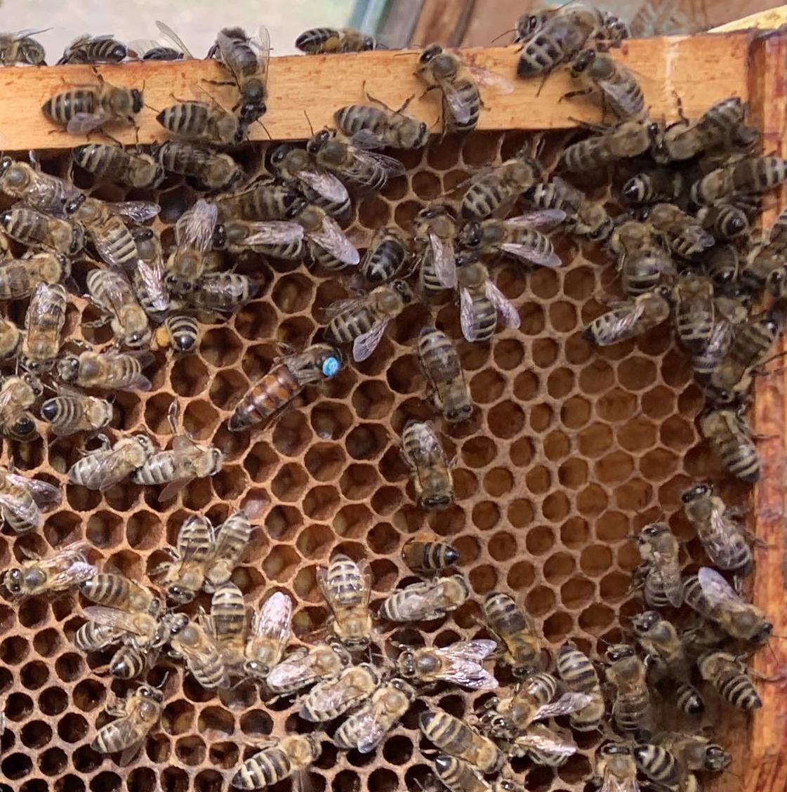 Bees Detection Model Object Detection Dataset By Bees