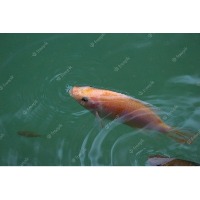 fish identification (fish-identification-dl9kk) - Roboflow Universe