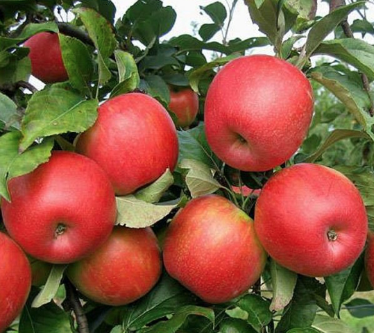 apple_detect Object Detection Dataset by first