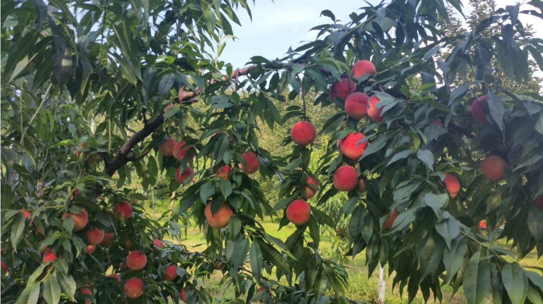 apple Object Detection Dataset by first