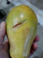 papayadetection (papayadetection-nrx8x) - Roboflow Universe