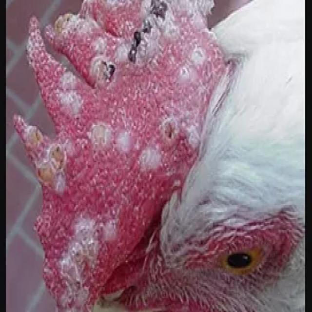 hen and its diseases Object Detection Model by goat dataset