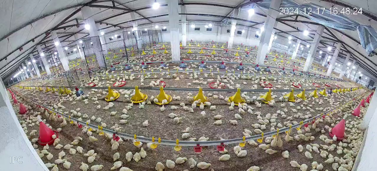 Chicken Detector Instance Segmentation Dataset V1 2024 12 15 11 52pm
