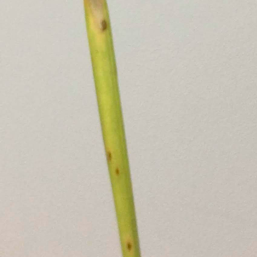 PDPFull2 Object Detection Model by Bismillah Last