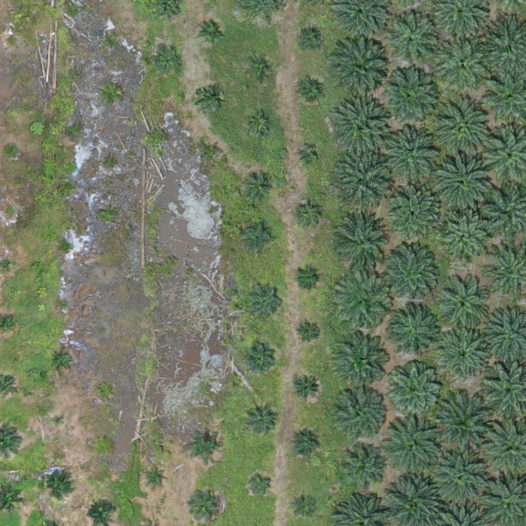 Palm trees Object Detection Model by EO