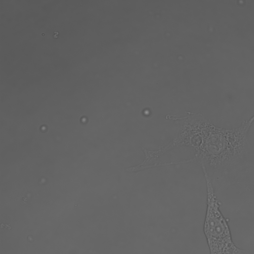 NIH-3T3_40X_cell Instance Segmentation Model by cellproject
