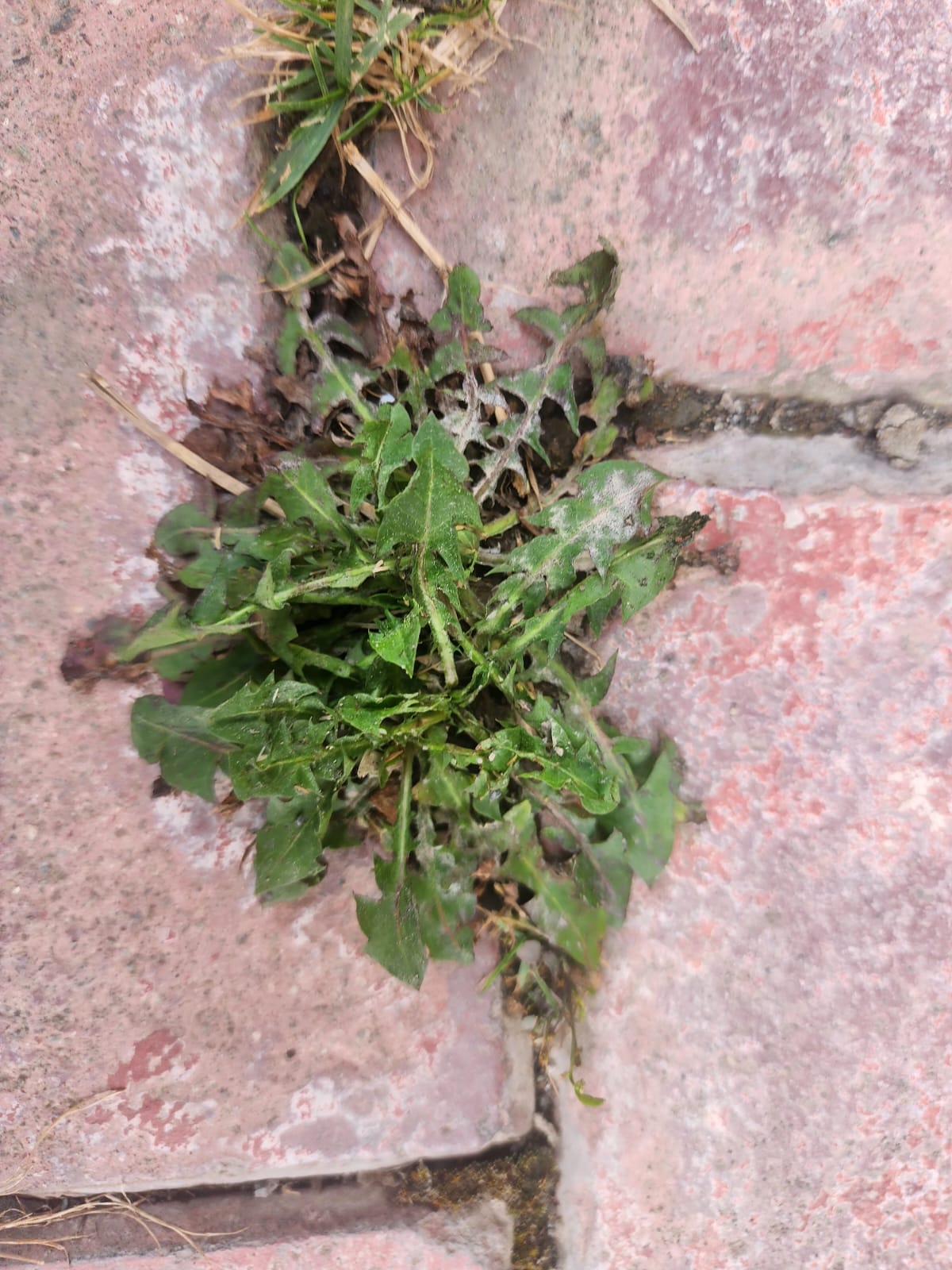 Weed Watcher - Roboflow Universe