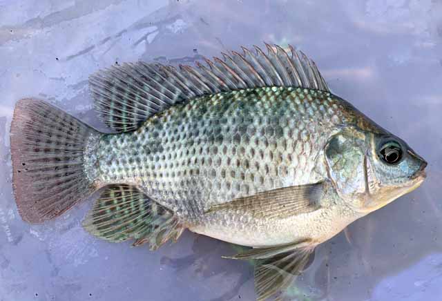 Tilapias Machos y Hembras - Roboflow Universe