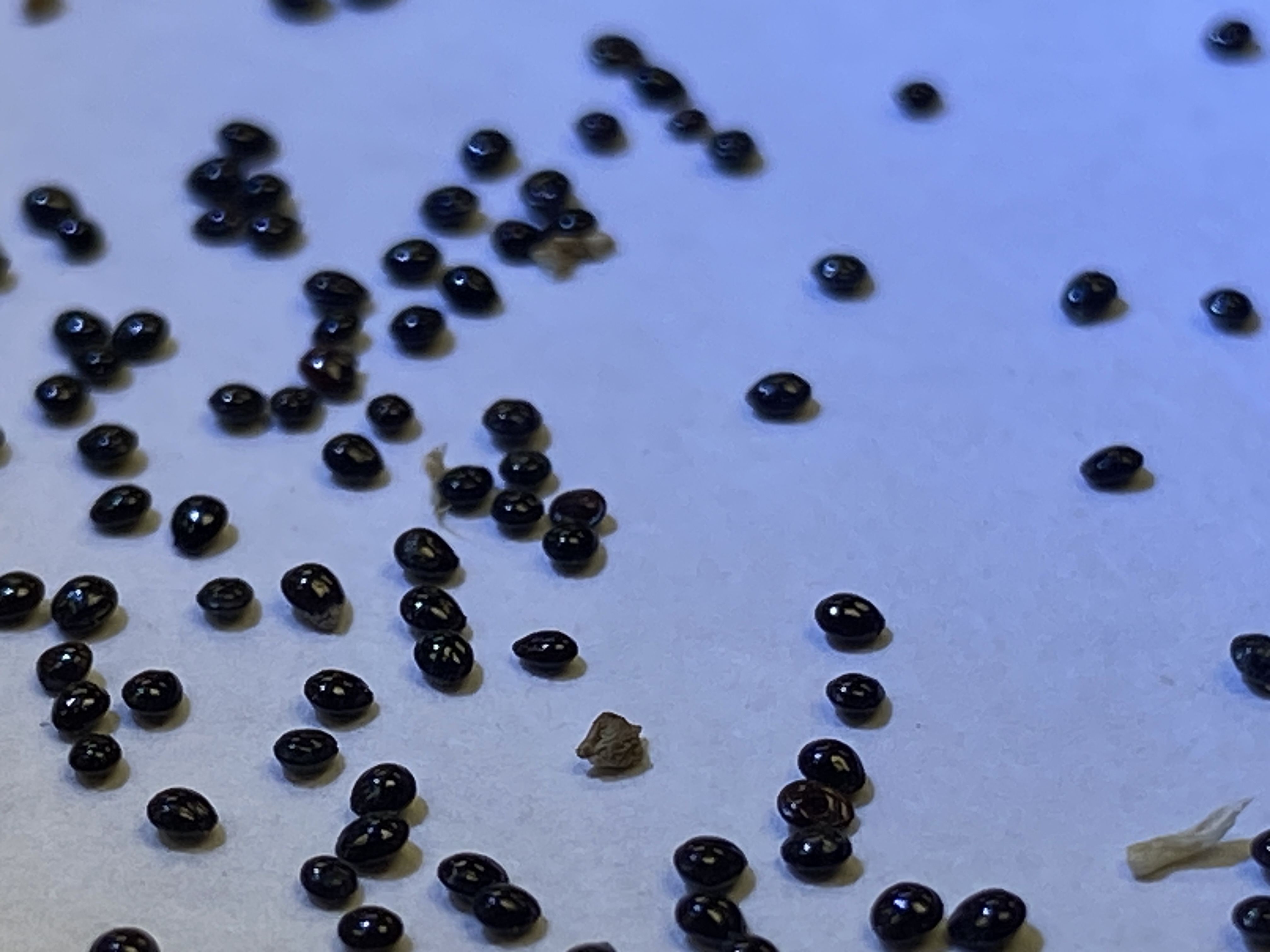 How to Use the Weed seeds Object Detection API