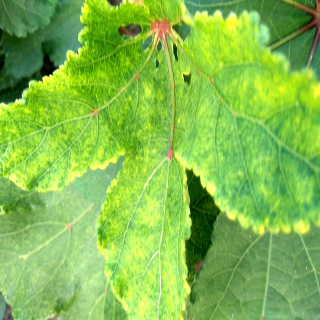 Crop Disease Detection Object Detection Dataset By Donald Arthur