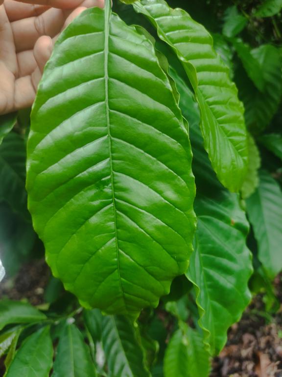 Penyakit Daun Tanaman Kopi Object Detection Dataset And Pre Trained Model By Tugas Akhir