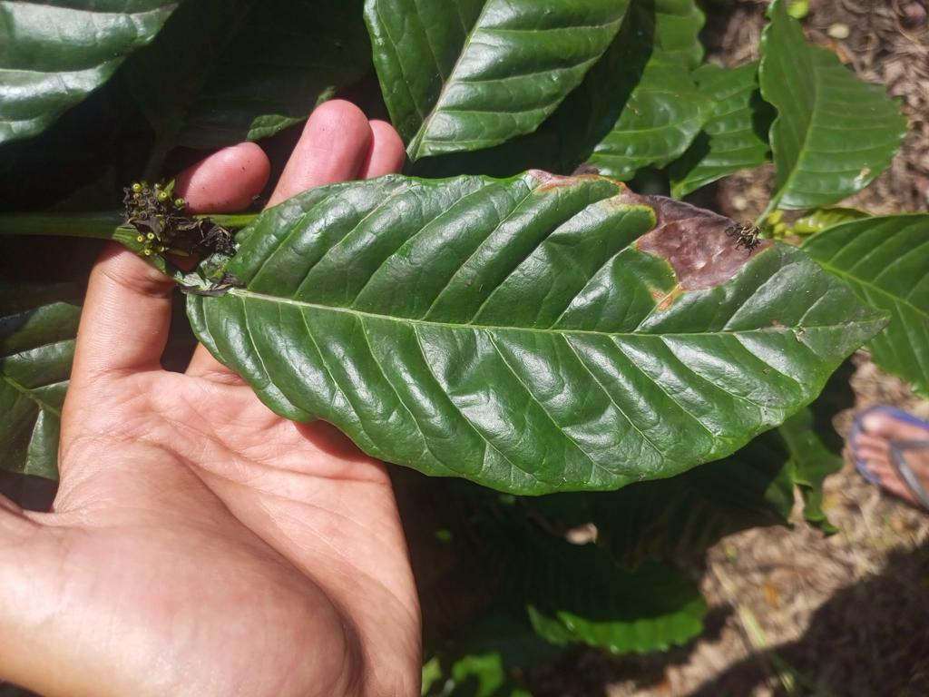 Deteksi Penyakit Daun Kopi Robusta Object Detection Dataset (v36, 2023 ... Deteksi Penyakit Daun Kopi Robusta Object Detection Dataset (v36, 2023 ...