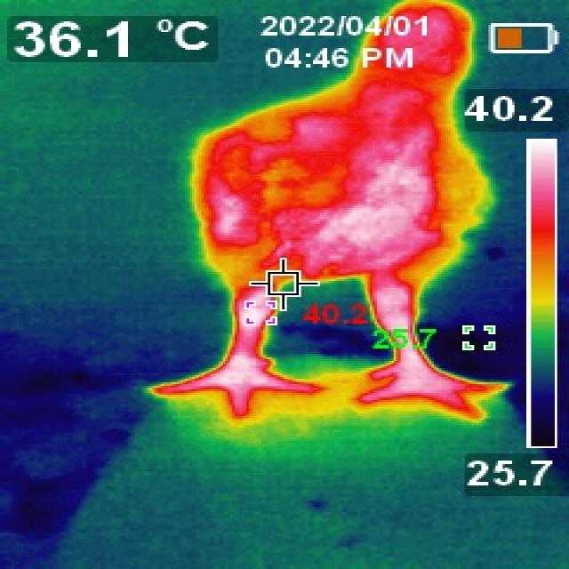chicken Object Detection Model by Work