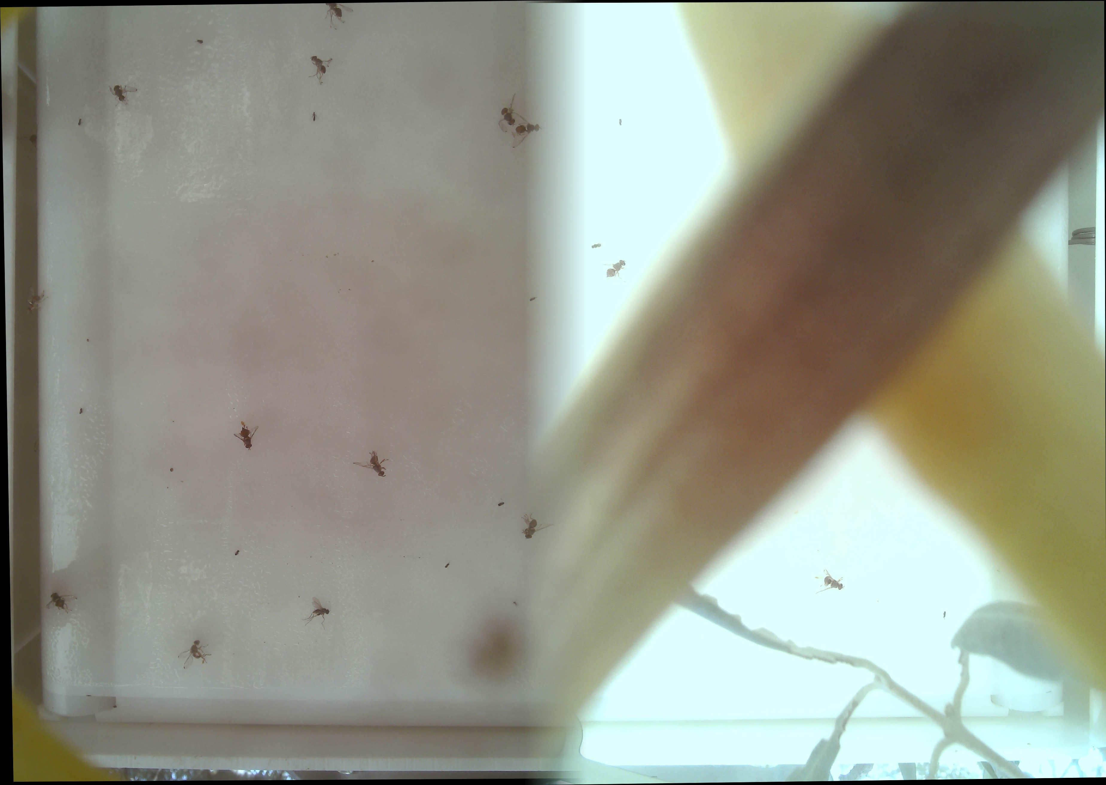 Olive fruit fly monitoring Object Detection Model by Santos