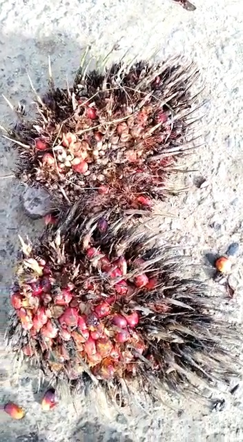 Oil Palm Object Detection Model by Research Methodology