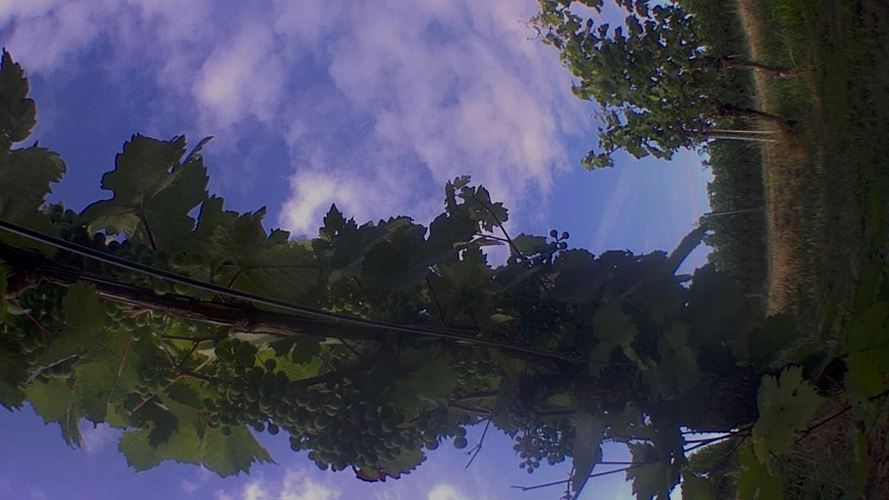 YOLOaugmentedData10percent Object Detection Dataset by Grape Labeling wt per