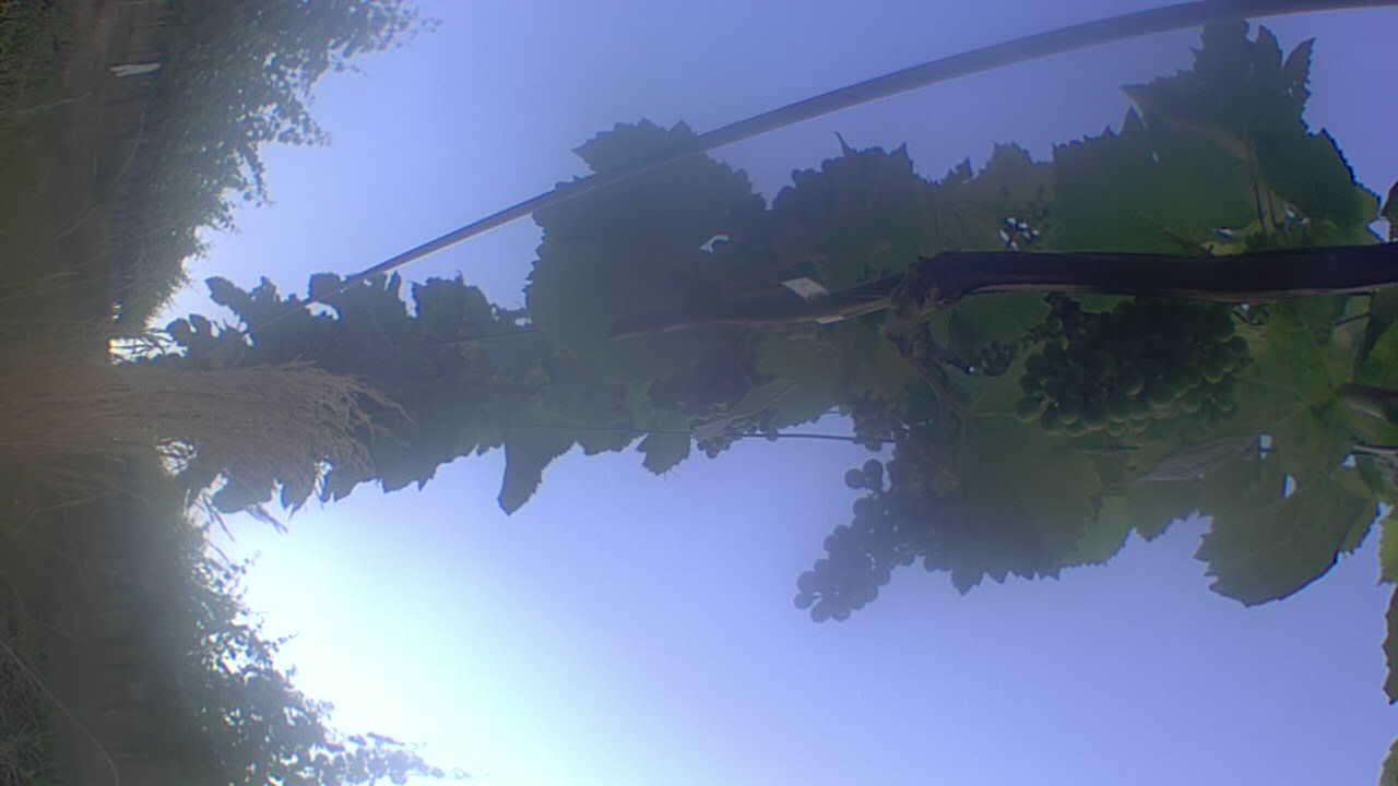 Percentage5 Object Detection Dataset by Grape Labeling wt per