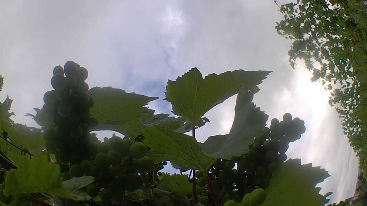 Percentage20 Object Detection Dataset by Grape Labeling wt per