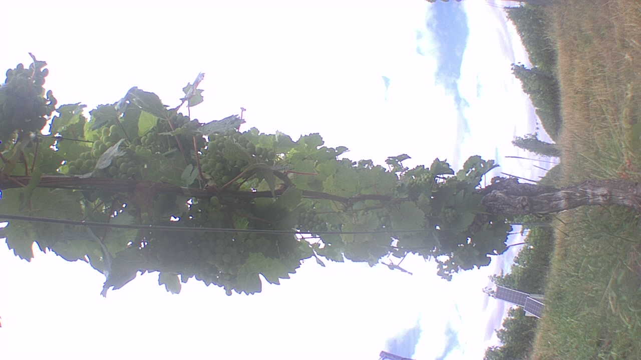 Percentage10 Object Detection Dataset by Grape Labeling wt per