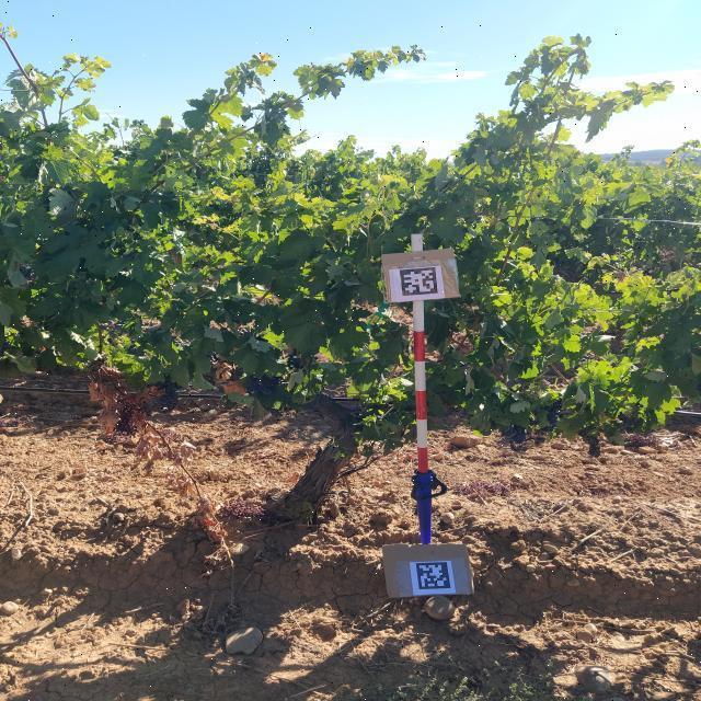 GrapeBunchDe Object Detection Dataset by Grape Labeling wt per