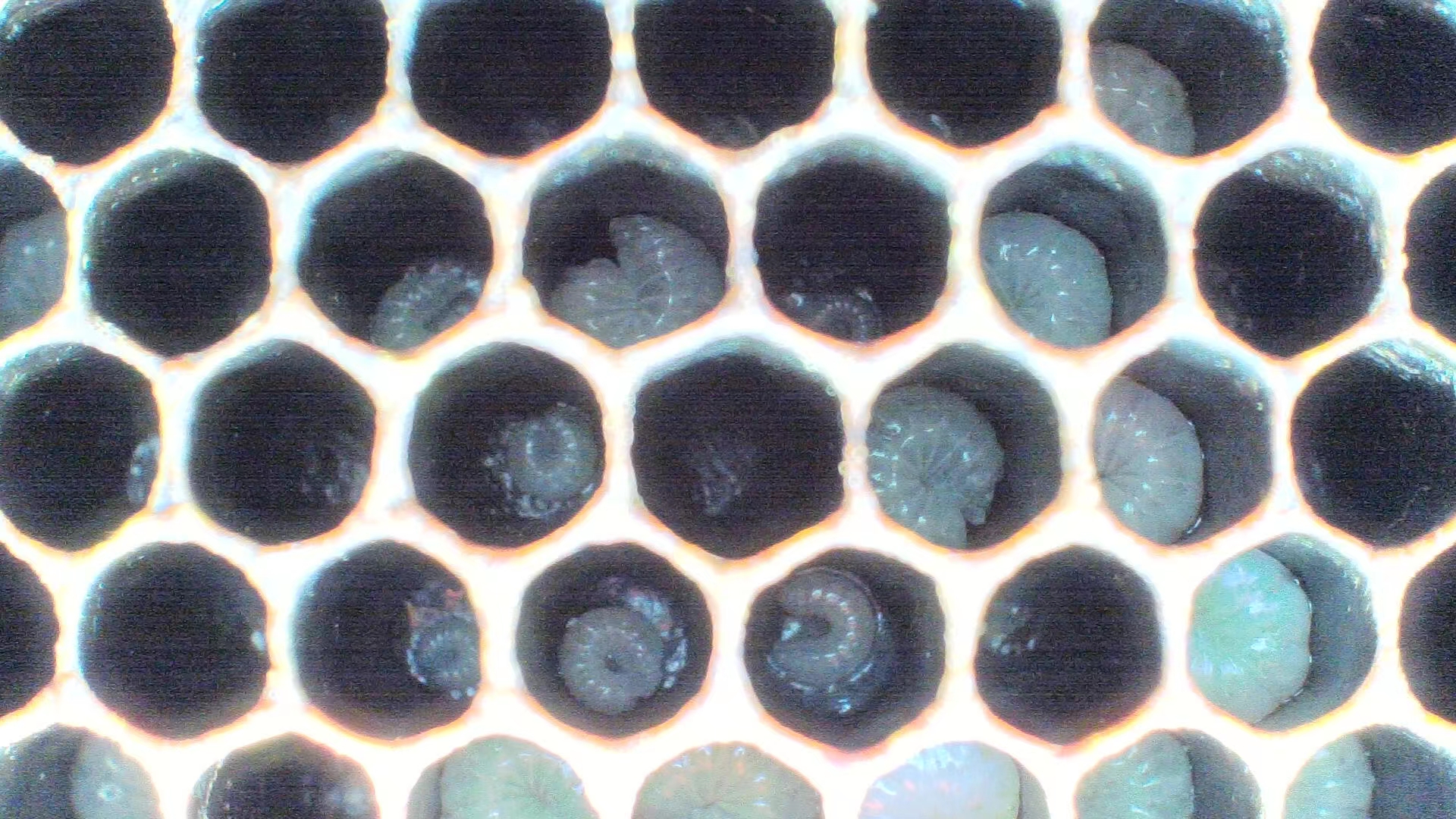 bee_home_quan Object Detection Dataset by normal