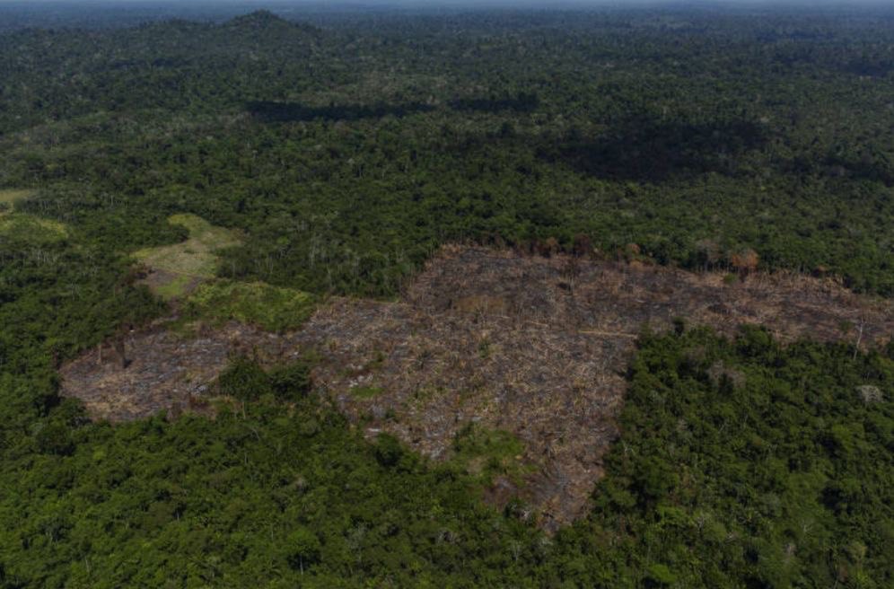 Forest Object Detection Dataset by Project