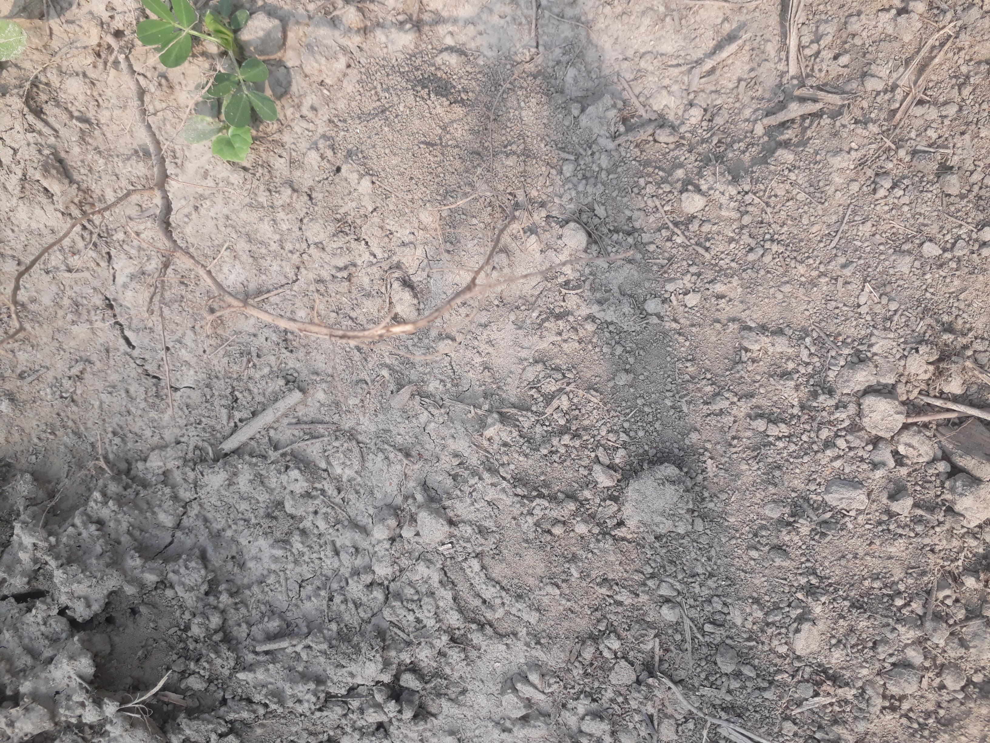 SOIL Classification Model by Md Sohag